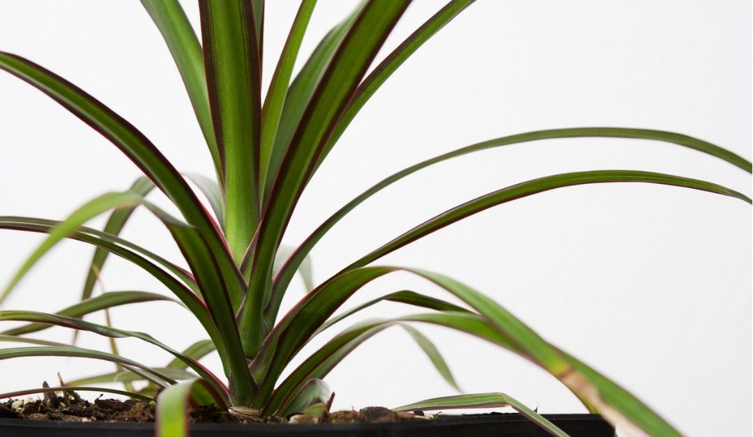 Even Novices Can Keep These Plants Alive — RISMedia