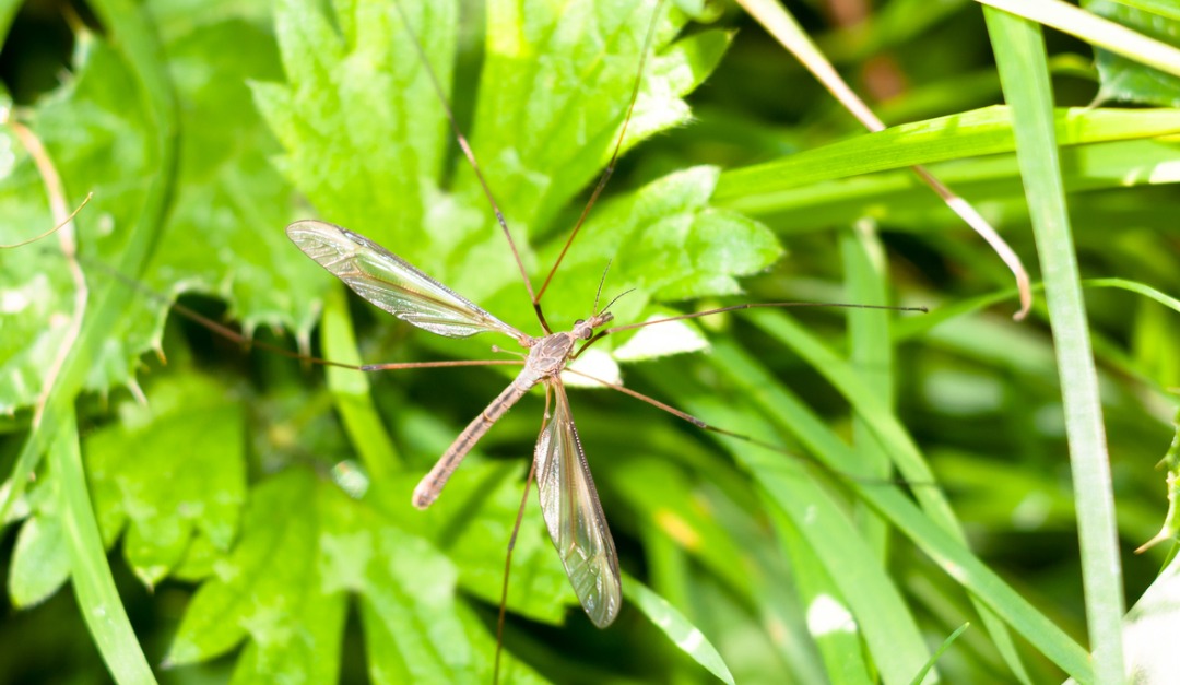 daddy-long-legs-crane-fly-tipulidae-close-up-picture-id847460746 ...